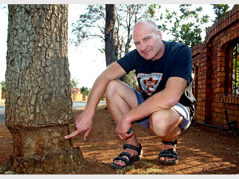 Resident Fined For Illegally Ring Barking Trees Alberton Record resident-fined-for-illegally-ring-barking-trees-alberton-record
