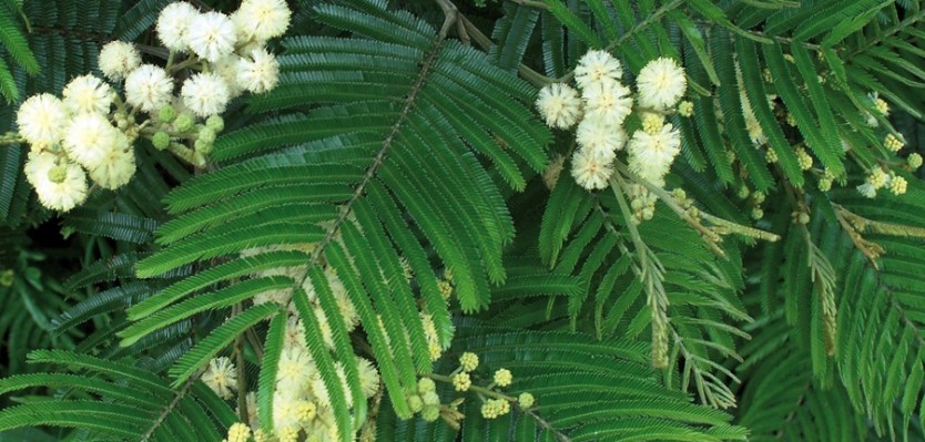 Enviro Monday: 10 alien invasive acacias on the updated SA list ...